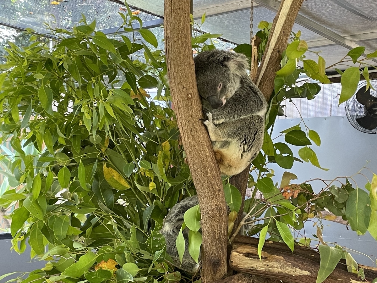 ケアンズ HISで行ってみた 2024年9月31歳の旅 - 30代を楽しみたい／ばたりーdiary