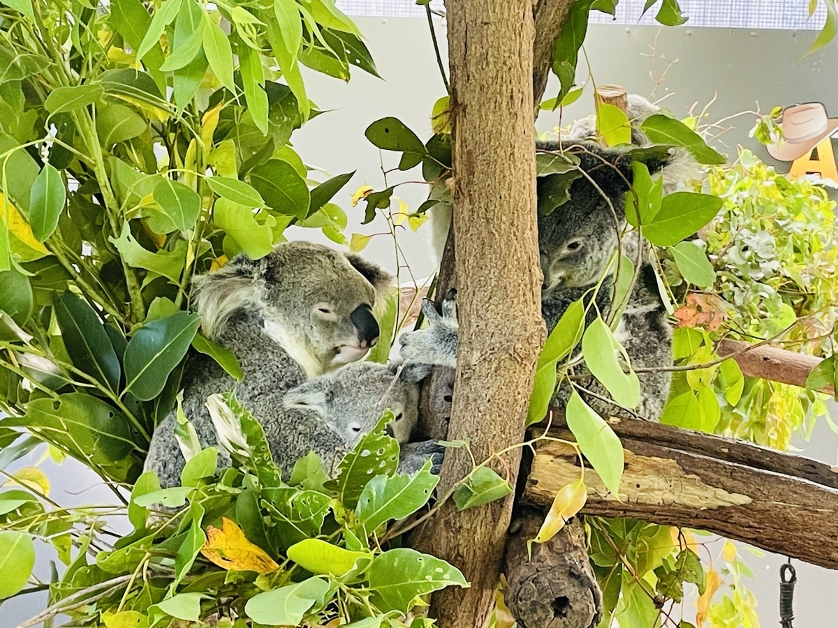 ケアンズ 2024年 到着日にキュランダへ - 30代を楽しみたい／ばたりーdiary