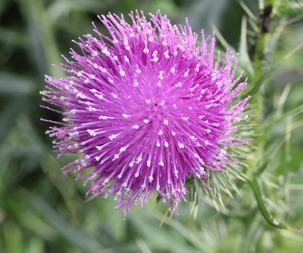 アメリカオニアザミ - bibi-kirara’s diary