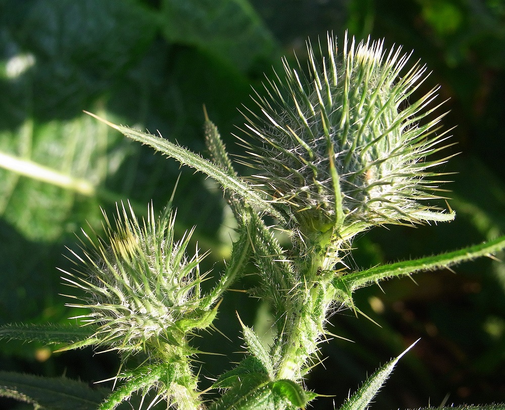 アメリカオニアザミ - bibi-kirara’s diary