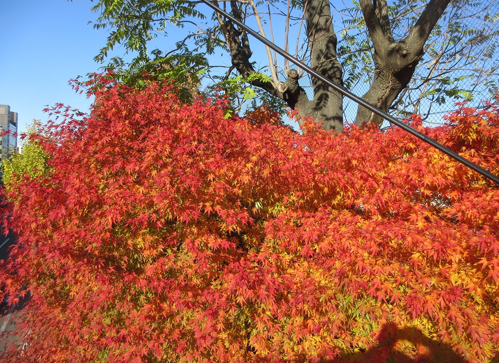 モミジとプラタナスの実 - bibi-kirara’s diary