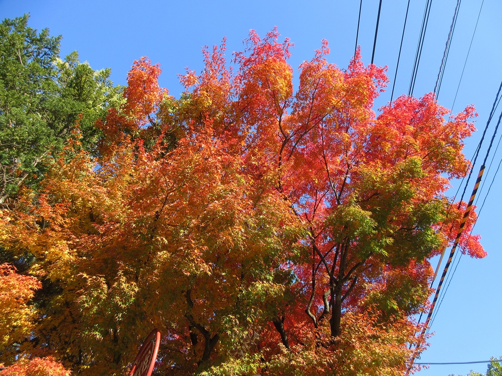 モミジとプラタナスの実 - bibi-kirara’s diary