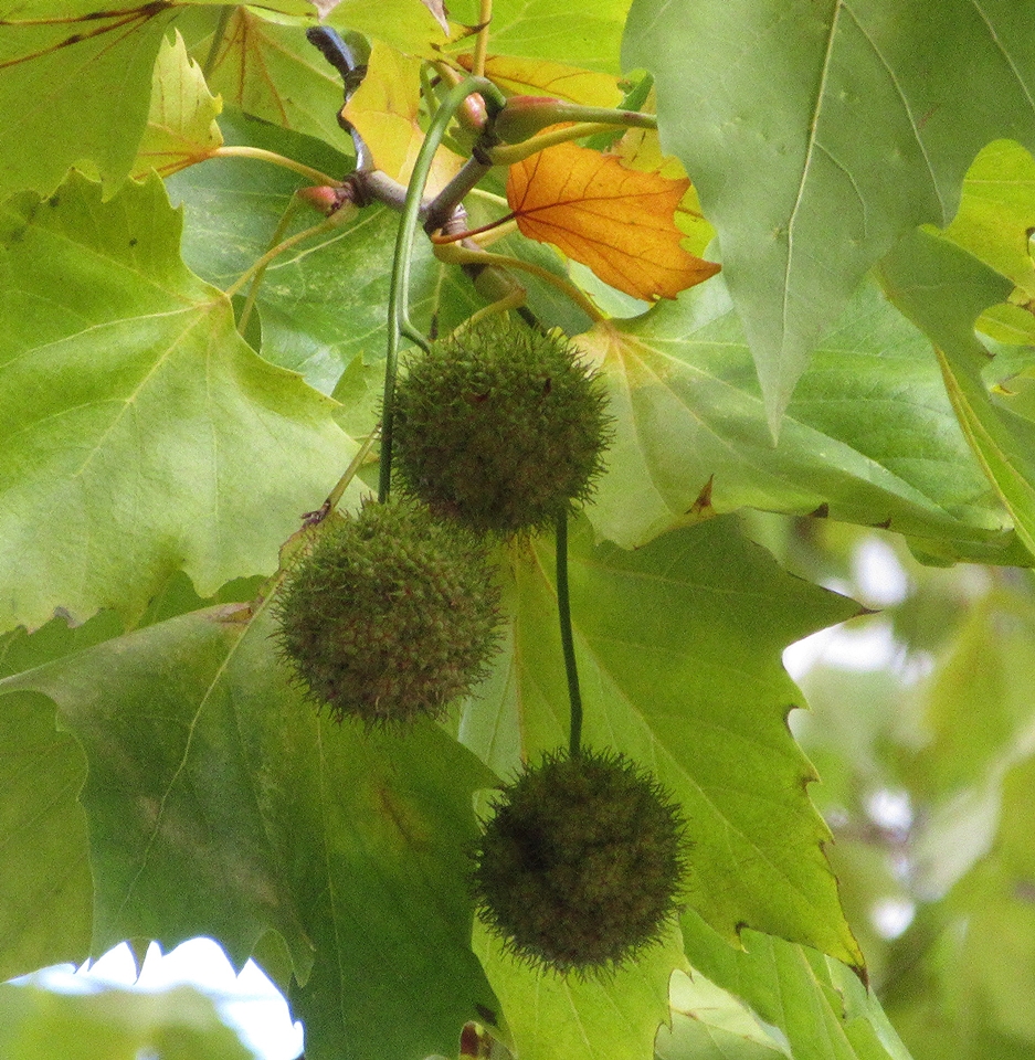 モミジとプラタナスの実 - bibi-kirara’s diary