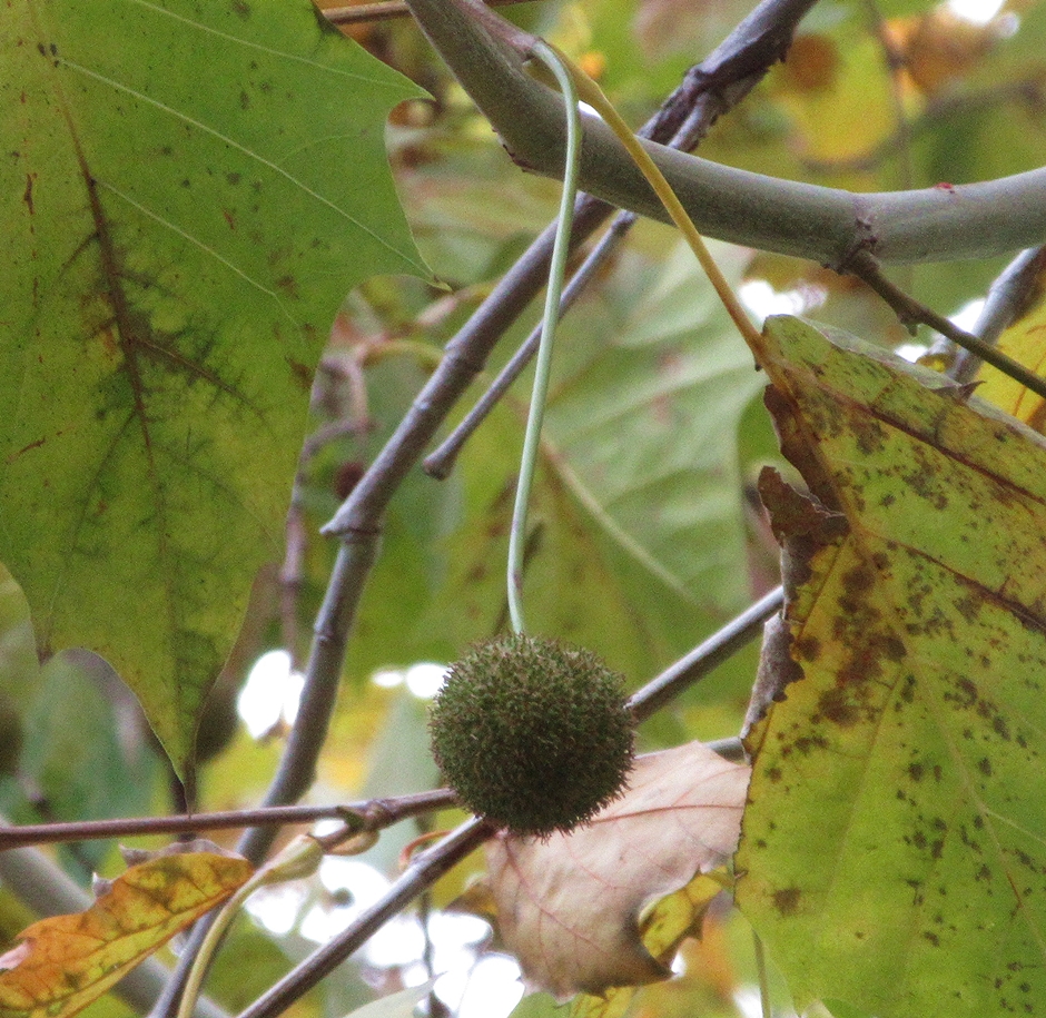 モミジとプラタナスの実 - bibi-kirara’s diary
