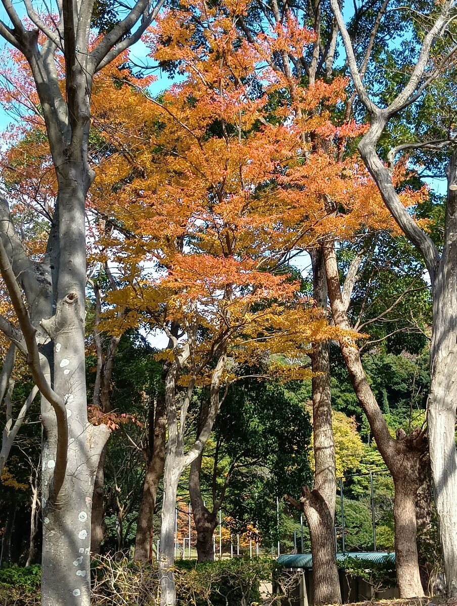 上ノ山公園の秋！ - 福嶋義信ブログ