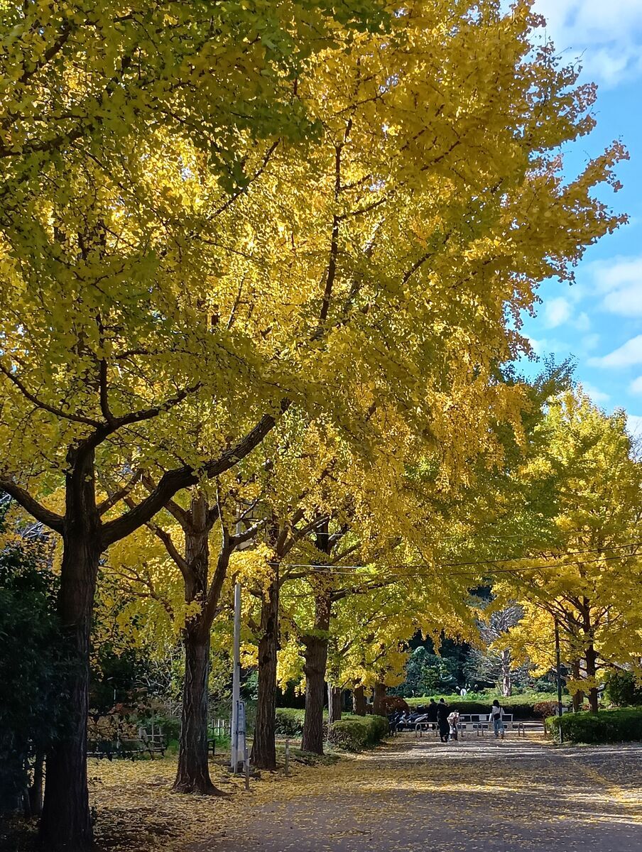 上ノ山公園の秋！ - 福嶋義信ブログ