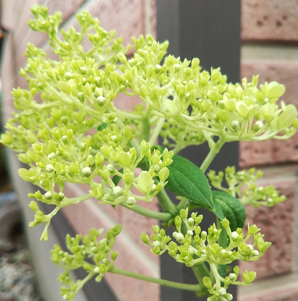 ＠たった一輪から Simon and Garfunkel＆Andy 5 - pretty woman story 3