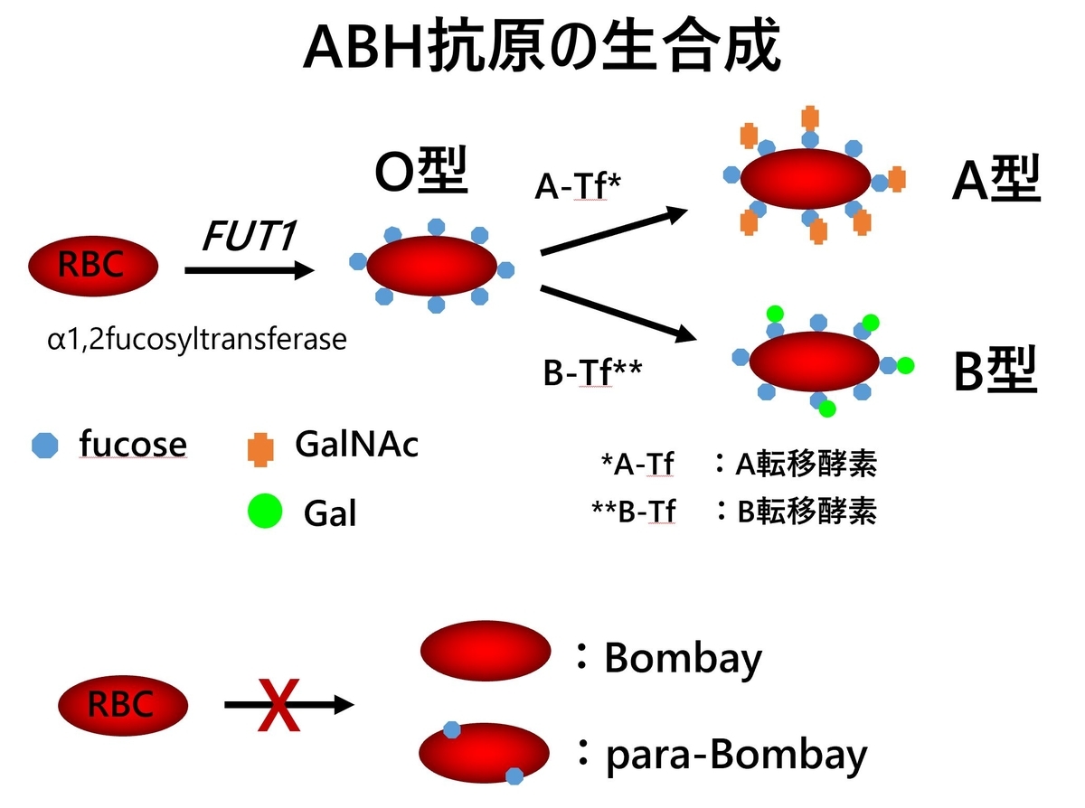 #025：Bombay型、para-Bombay型の（はてな？） - 血液型検査のサポートBlog