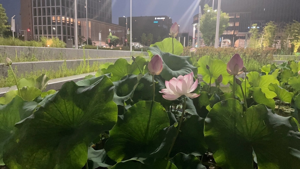 Bloom Wind Orchestra 活動記録