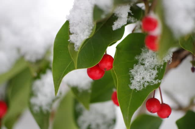 雪の日 - Forest Sync.