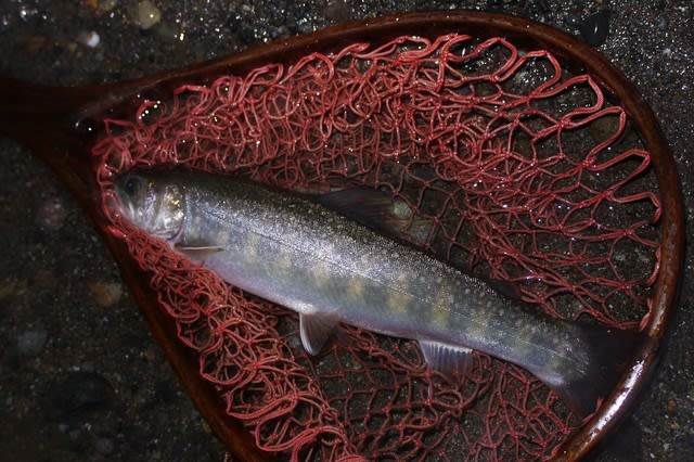 夕立ちを避けて Aug.4 - Forest Sync.