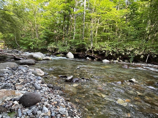 夏の夕暮れイワナ再び Jul.23 - Forest Sync.