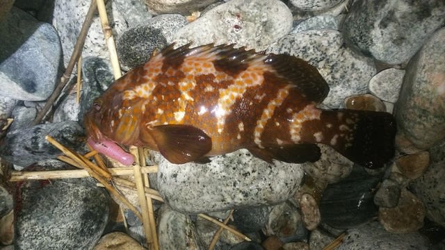 キジハタの季節 Jun.5-6 - Forest Sync.