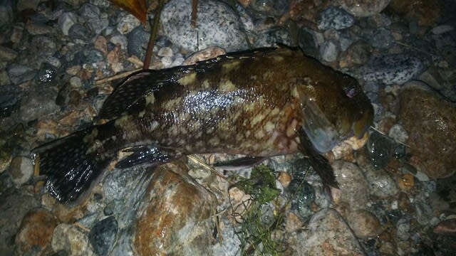 キジハタの季節 Jun.5-6 - Forest Sync.