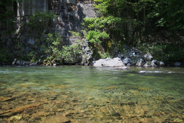 本流探索 May 30 - Forest Sync.