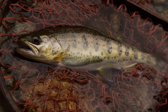 クマザサとアリとアマゴ Jul.28 - Forest Sync.