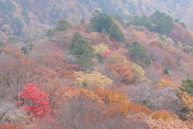簗谷山の紅葉など Nov.4 - Forest Sync.