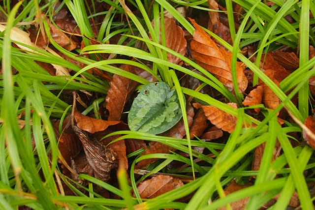 冬枯の白木峰 Nov.27（カタツムリ幼体など） - Forest Sync.