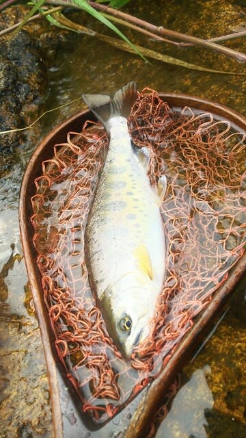 二面護岸の小川にて Jun.27 - Forest Sync.