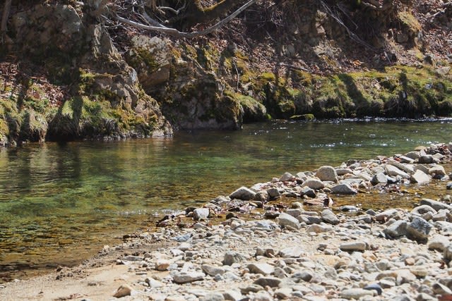 水が輝く頃 Apr.20 - Forest Sync.