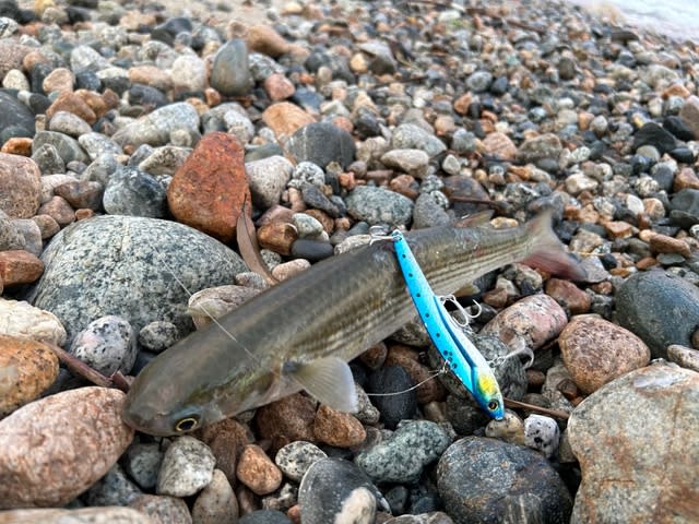 アオリイカと真夜中の遠雷 Aug.26-27 - Forest Sync.