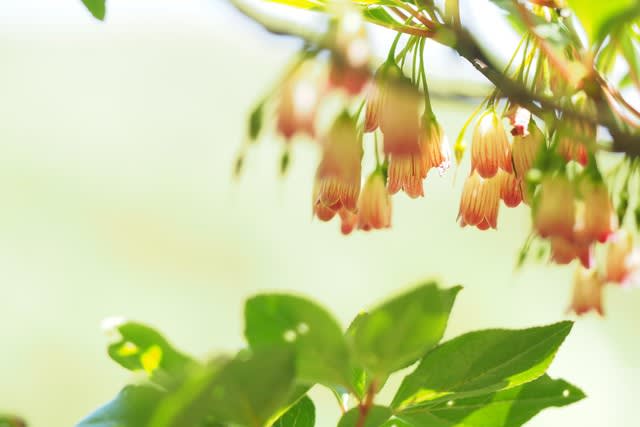 川上岳（名残りのサラサドウダン）Jun.24 - Forest Sync.