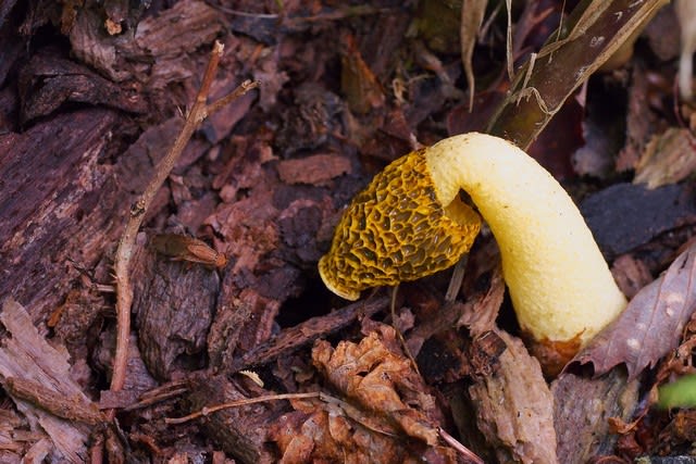 川上岳（樹林帯で見つけたものたち）Jun.24 - Forest Sync.