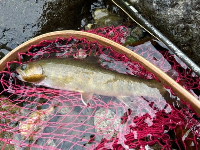 夏の夕暮れイワナ再び Jul.23 - Forest Sync.