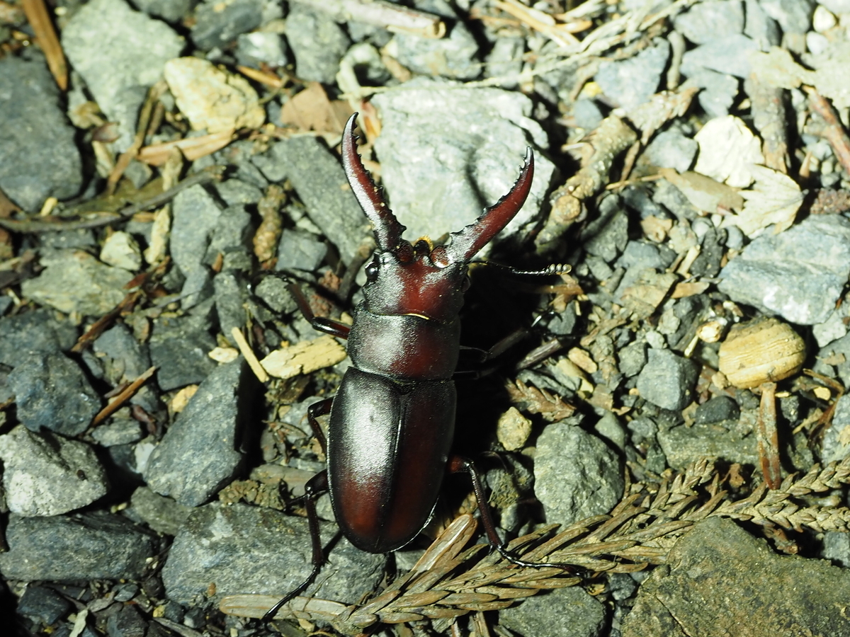 ノコギリクワガタとコクワガタの違いと見分け。赤と黒のクワガタの違いとは？ - 蓼食う虫も好き好き