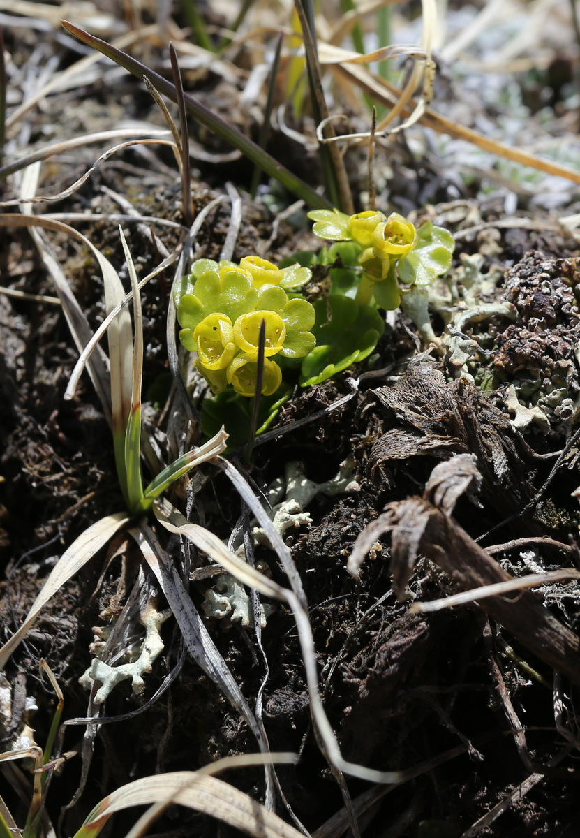 ただ、そこで咲くのみ♪＠キルギス・雪どけの花の旅42 - Botanic Lovers