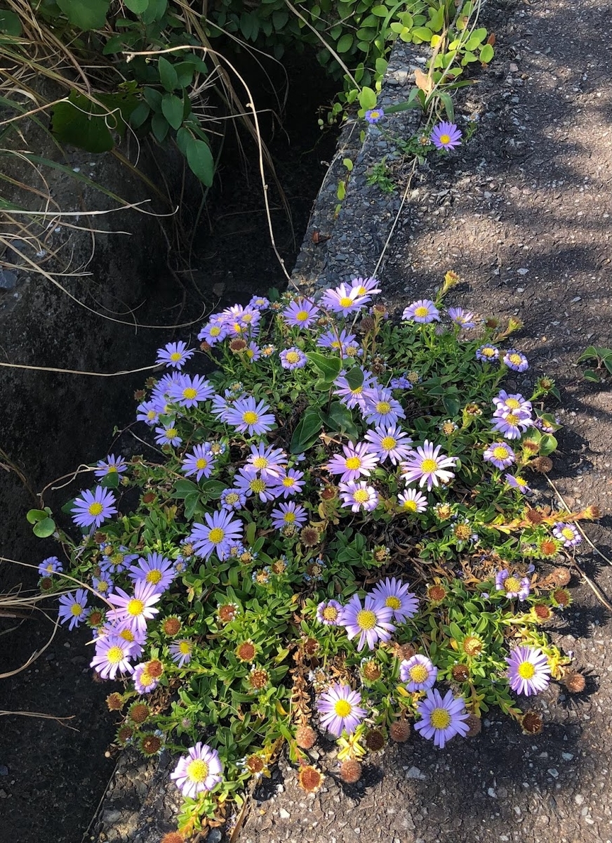 ハマベノギク＠五島列島しま山旅 2 - Botanic Lovers