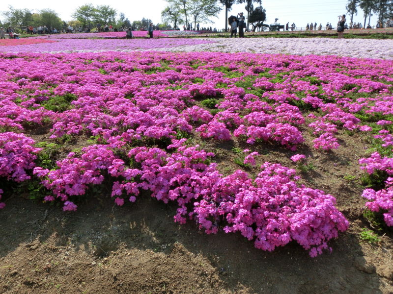 羊山公園（芝桜）、三峰神社（パワースポット） コンビネーションでいくのがおすすめ - Botuku's diary