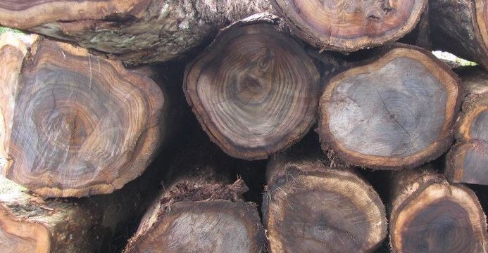 Jenis Kayu untuk bahan dasar Lantai Kayu - braderparket’s blog