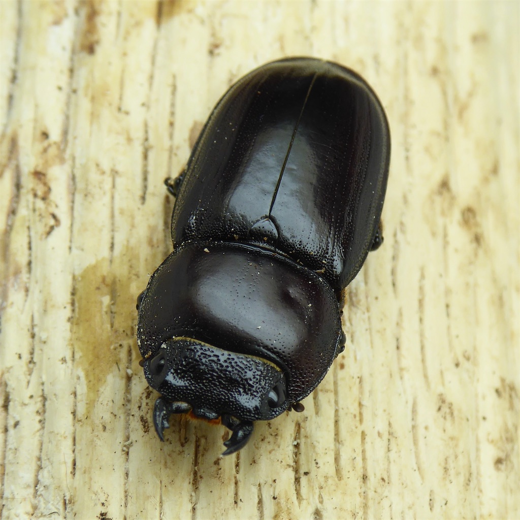 生き物採集in北大東島&南大東島 - DYNARY