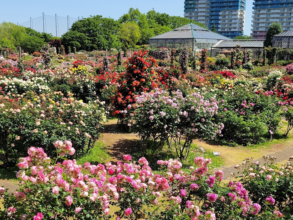 【京成バラ園】関東最大級のローズガーデン散策 - ぶらりうぉーかー