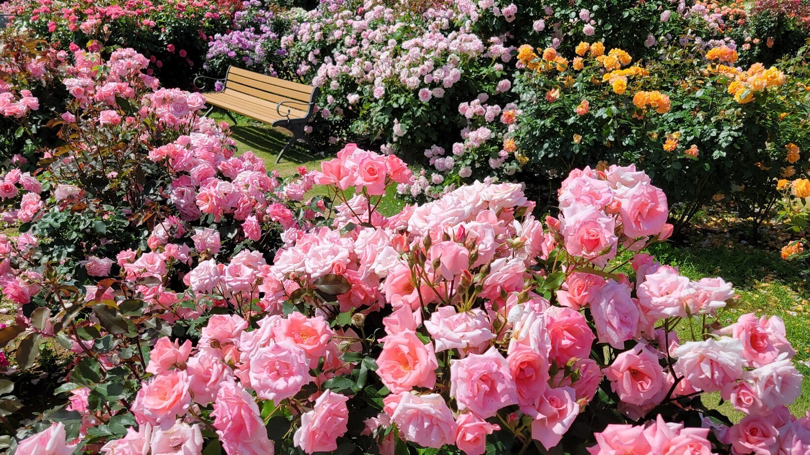 【京成バラ園】関東最大級のローズガーデン散策 - ぶらりうぉーかー