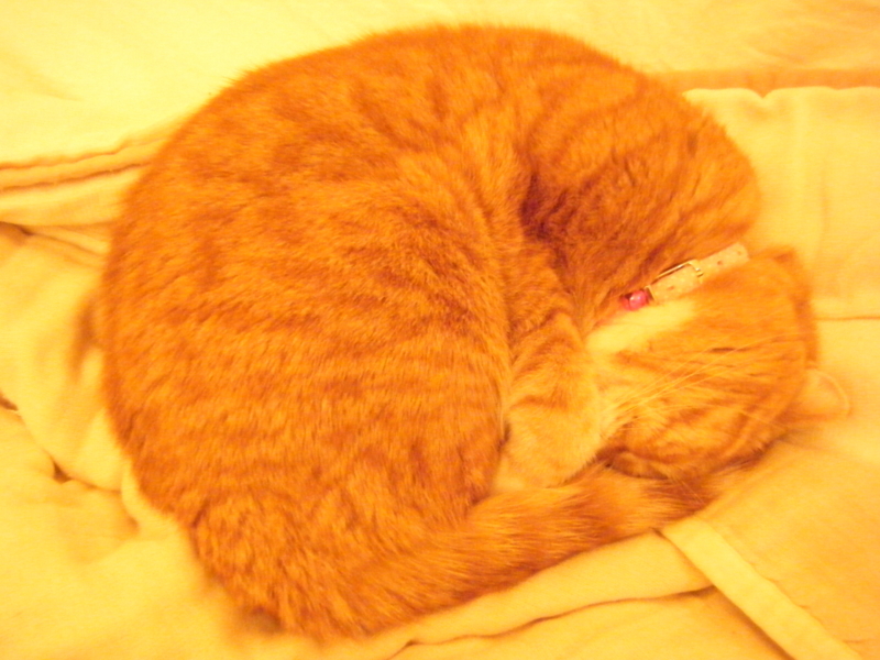 個別「20121218011908」の写真、画像 - buta-buta-kobuta's fotolife