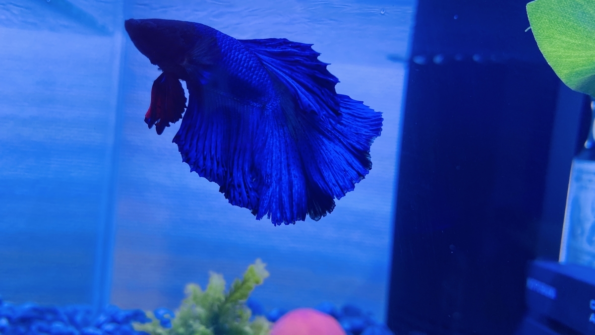 ベタの尾びれが裂けてきた後。 - atelier:mitsuba