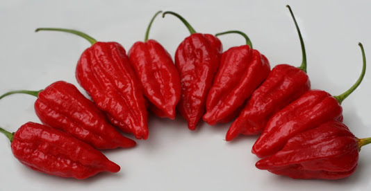 Aneka Cabe Hias