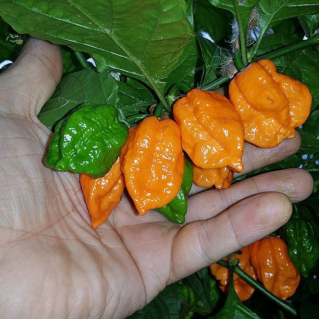 Aneka Cabe Hias