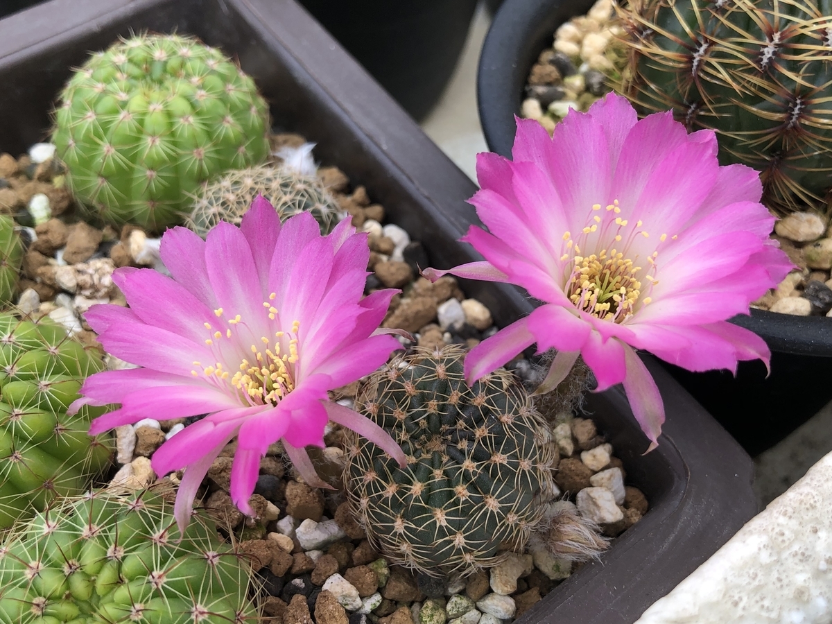 咲いてました - cactuspower サボテン日記