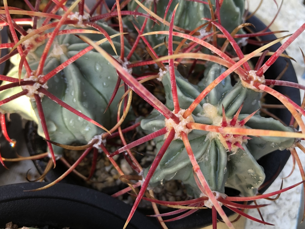 竜 - cactuspower サボテン日記