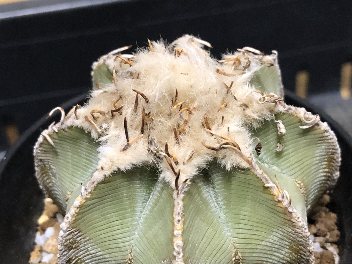 何年？ - cactuspower サボテン日記