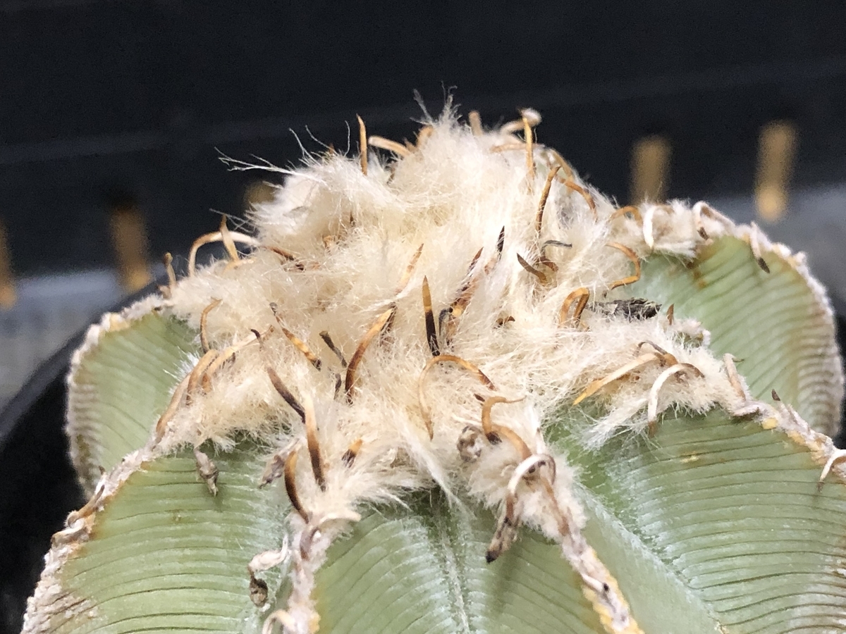 何年？ - cactuspower サボテン日記