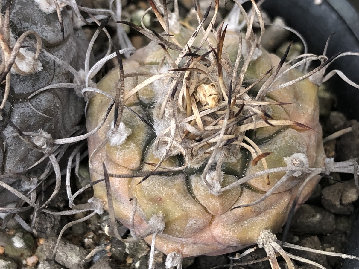 苦手意識 - cactuspower サボテン日記