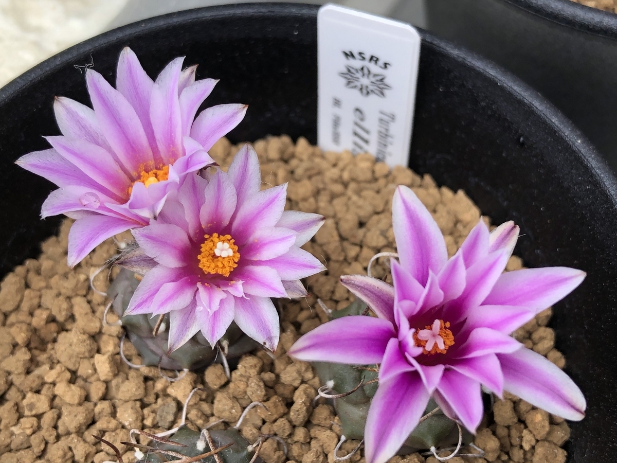 申し訳ありません - cactuspower サボテン日記