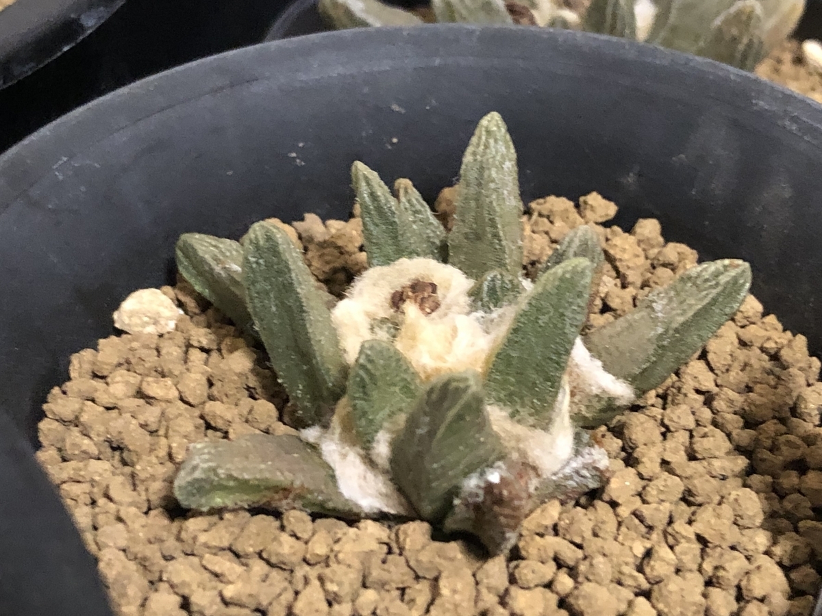 大きくなった？ - cactuspower サボテン日記