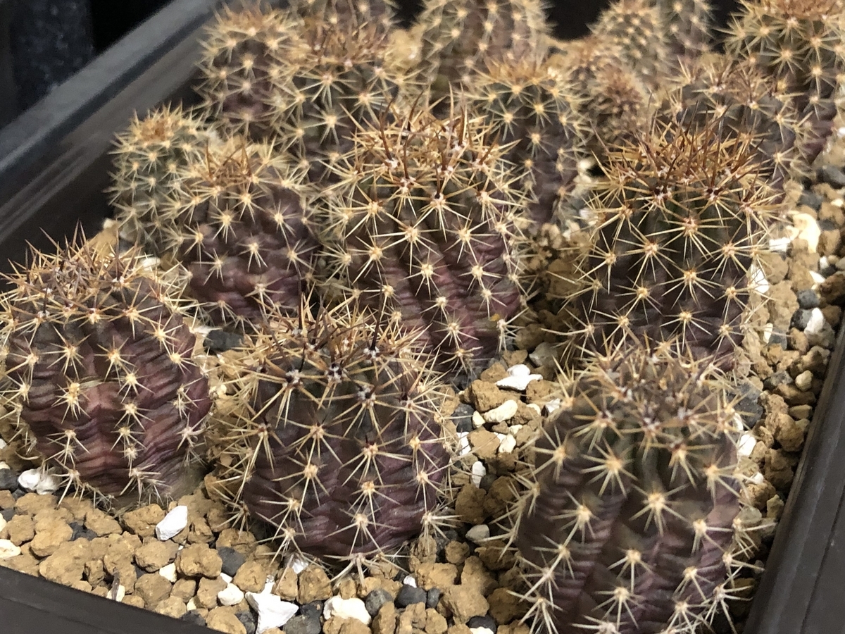 大きくなった？ - cactuspower サボテン日記