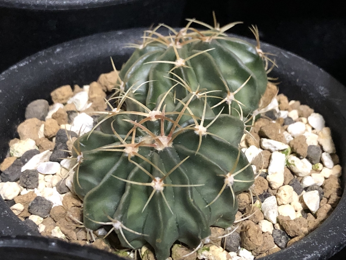 大きくなった？ - cactuspower サボテン日記