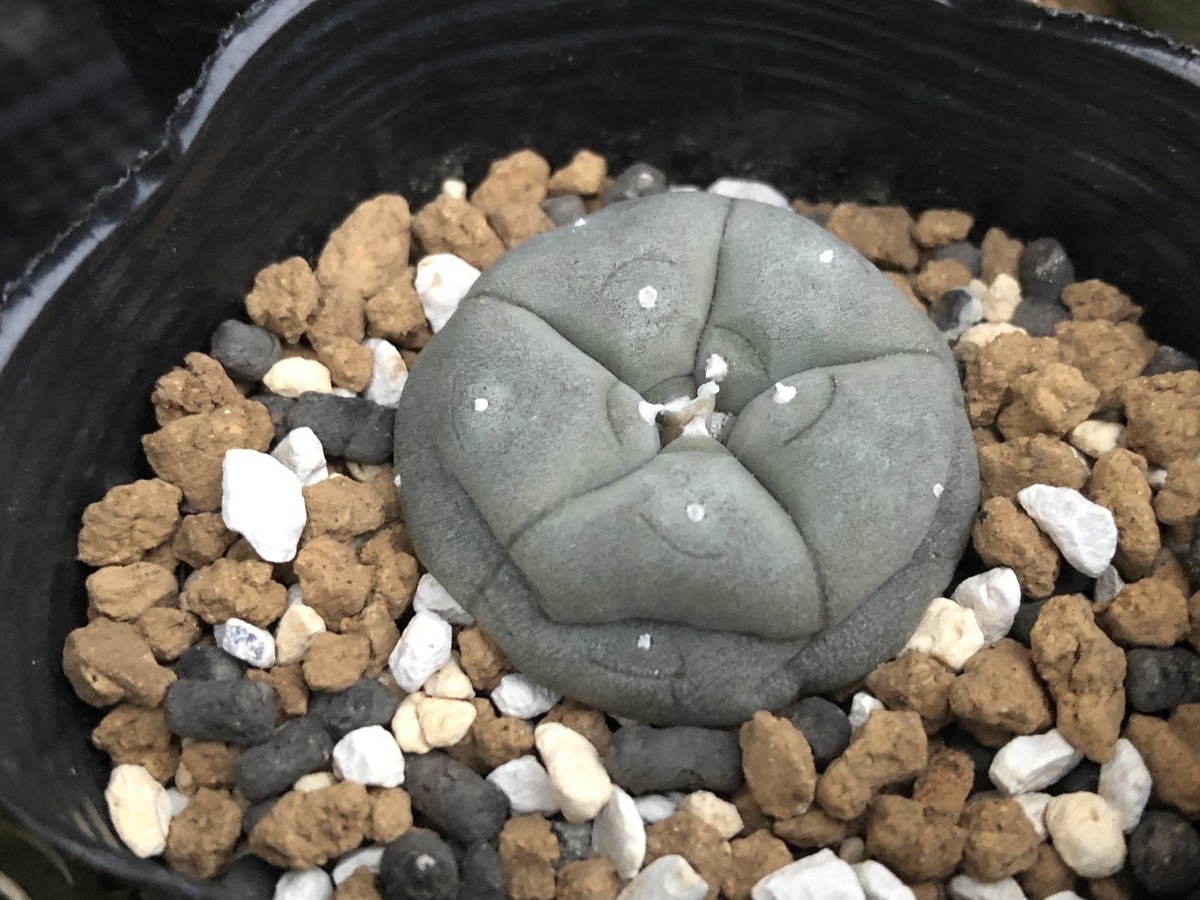 またまた越冬 - cactuspower サボテン日記